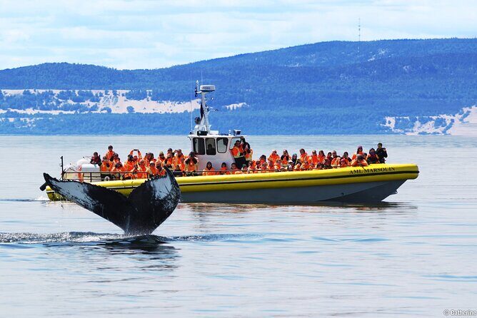 Tadoussac/Charlevoix: Whale Watching Tour - Authentic Experiences Shared by Travelers