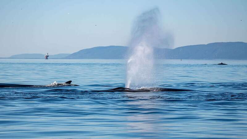 Tadoussac/Charlevoix: Whale Watching Zodiac Tour - Setting the Scene: The Experience Begins