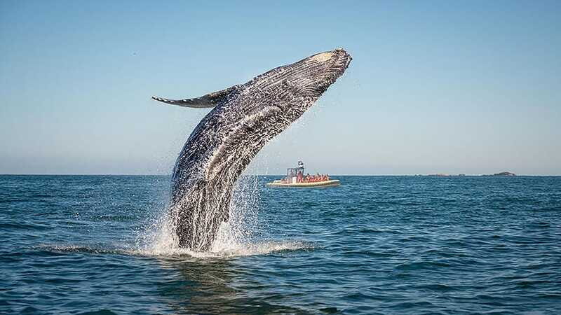 Tadoussac/Charlevoix: Whale Watching Zodiac Tour - What to Pack and Wear