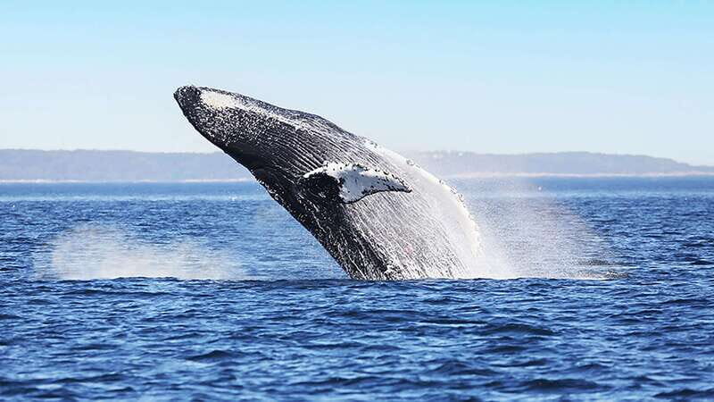 Tadoussac/Charlevoix: Whale Watching Zodiac Tour - Common Concerns and Practical Tips