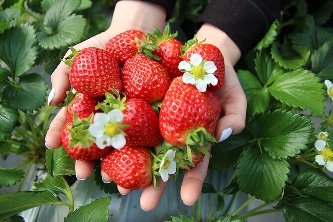 Taean Tulip Festival & Strawberry Picking Day Tour from Seoul - What Does the Price Get You?