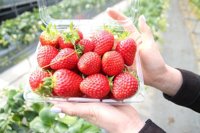 Taean Tulip Festival & Strawberry Picking Day Tour from Seoul - Final Thoughts
