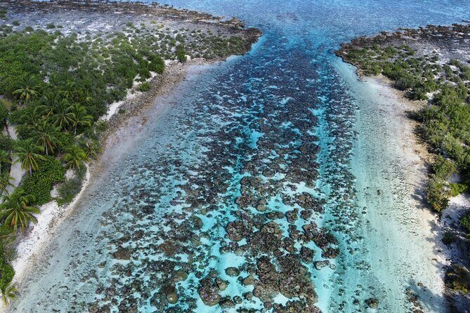 Tahaa Excursion in Electric Paddle Snorkeling Coral Garden - Authentic Reviews: What Travelers Say