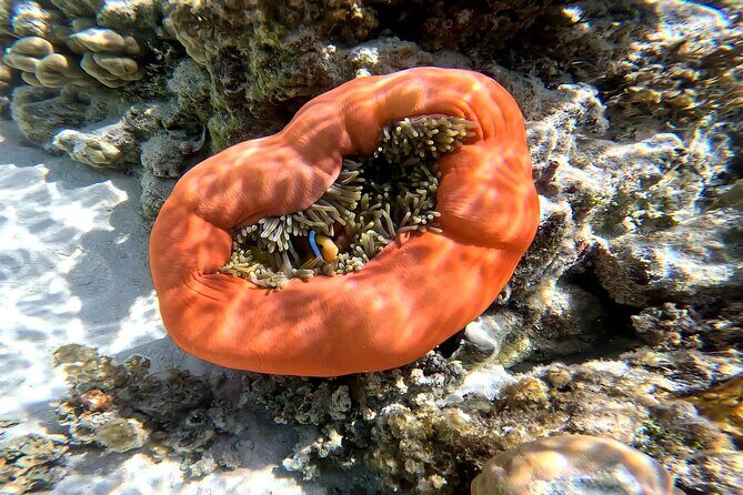 Tahaa Excursion in Electric Paddle Snorkeling Coral Garden - The Sum Up: Who Is This Tour Perfect For?
