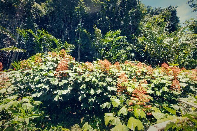 Tahiti Half Day Coastal Private Tour - Potential Drawbacks or Considerations