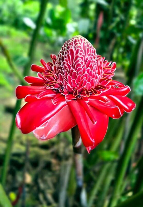 Tahiti Half Day Small Group Circle Tour - Waterfalls & Caves - Transport and Practical Details