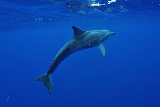 Tahiti, land of whales: a unique experience! - An In-Depth Look at the Experience
