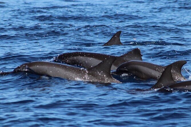 Tahiti, land of whales: a unique experience! - Who Should Book This Tour?