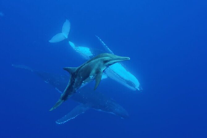 Tahiti, land of whales: a unique experience! - FAQ