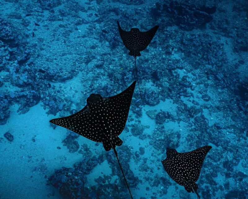 Tahiti underwater photo experience - Introduction