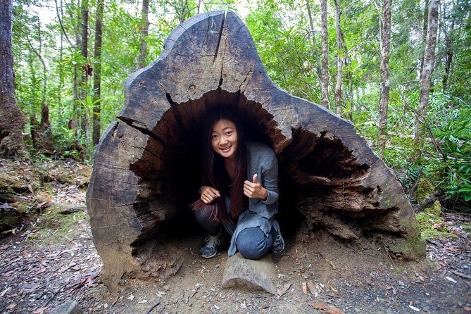 Tahune Airwalk & Hastings Cave Active Day Tour from Hobart - Key Points
