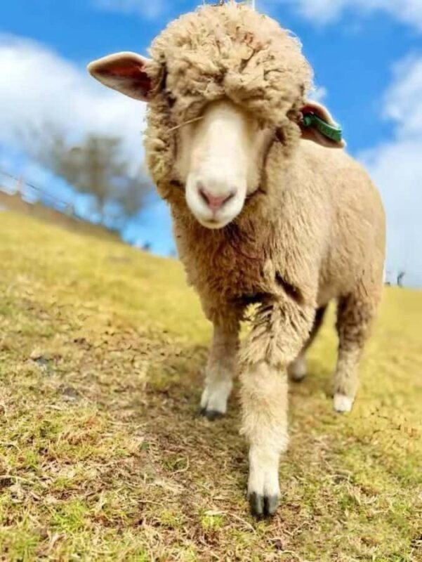 Taichung: Qingjing Farm, Skywalk, and Swiss Garden Tour - The Sum Up