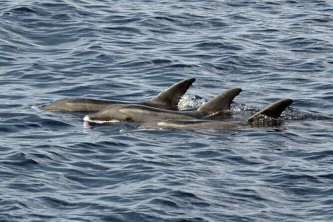 Tailor-made ocean discovery and snorkeling in Tahiti - Frequently Asked Questions