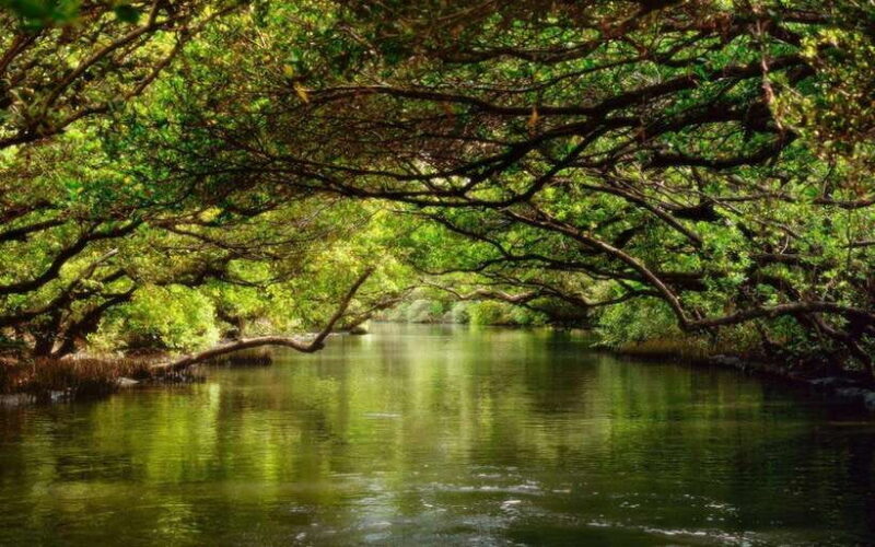 Tainan: Sicao Green Tunnel Scenic Boat Ride - In-Depth Look at the Itinerary and Experience