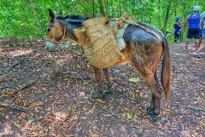 Taino Bay & amber cove 7 Damajagua Waterfall Lunch Excursion - FAQ