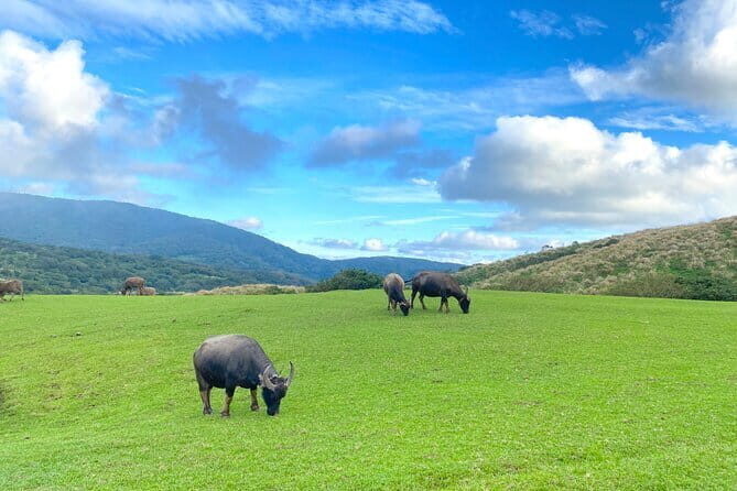 Taipei Airport Layover Custom Tour with Japanese Guide - Introduction: A Layover That Feels Like a Mini-Trip