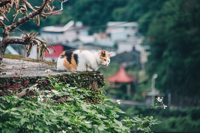 Taipei Airport Layover Custom Tour with Japanese Guide - What Travelers Say and Why It Matters