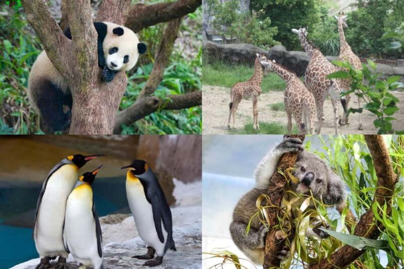 Taipei: Maokong Gondola & Zoo Combo Ticket with Train - Key Points