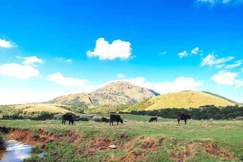 Taipei: Yangmingshan & Beitou Full-Day Tour - Discovering Taipei’s Natural Treasures