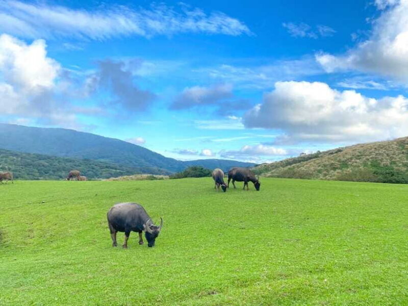 Taipei: Yangmingshan & Beitou Full-Day Tour - Who Should Consider This Tour?
