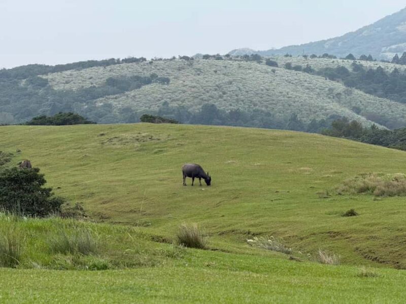 Taipei: Yangmingshan, Palace Museum & Shilin Night Market - Exploring Yangmingshan: Volcanic Landscapes and Quiet Grasslands