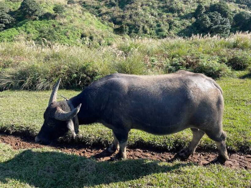 Taipei: Yanmingshan walking tour - Qingtiangang Grassland - The Value of the Experience