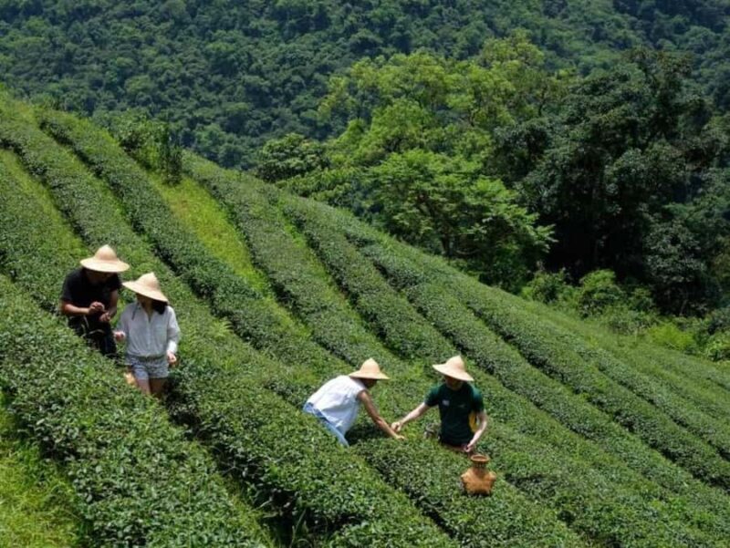 Taipei: Yilan Tea Farm and Brewery Tour with Lunch - Practical Details & Value