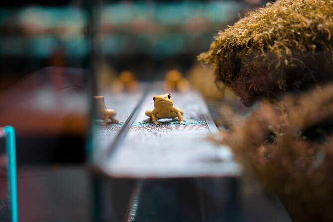 Taipei Zoo and Maokong Gondola tour - Authentic Traveler Perspectives