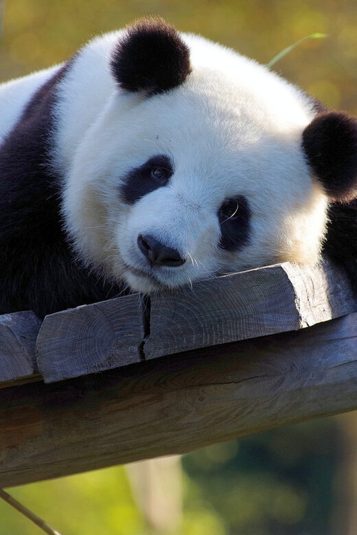 Taipei: Zoo Entrance Ticket - A Closer Look at What This Tour Offers