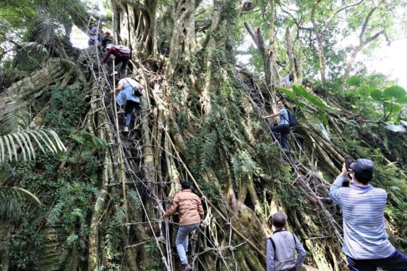 Taitung: Luan Mountain Forest Museum Guided Tour - FAQs