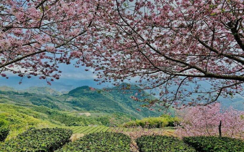 Taiwan: Alishan National Forest Recreation Area E-ticket - What’s Included and Why It Matters