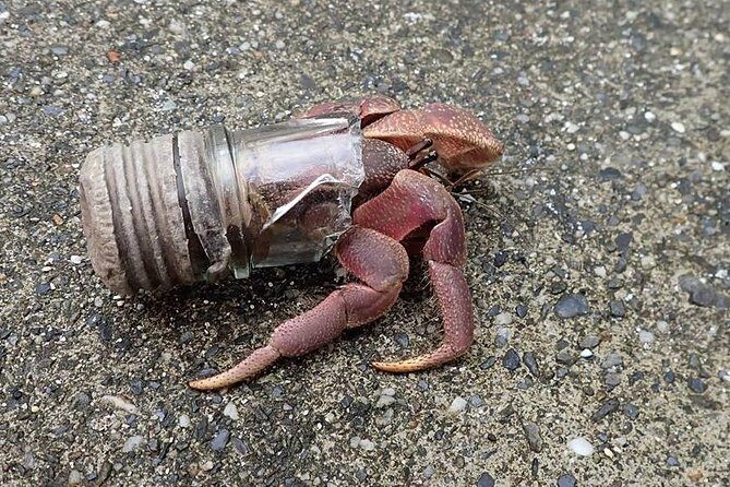 Taiwan Green Island Hermit Crab House Agency Experience Activities - The Sum Up