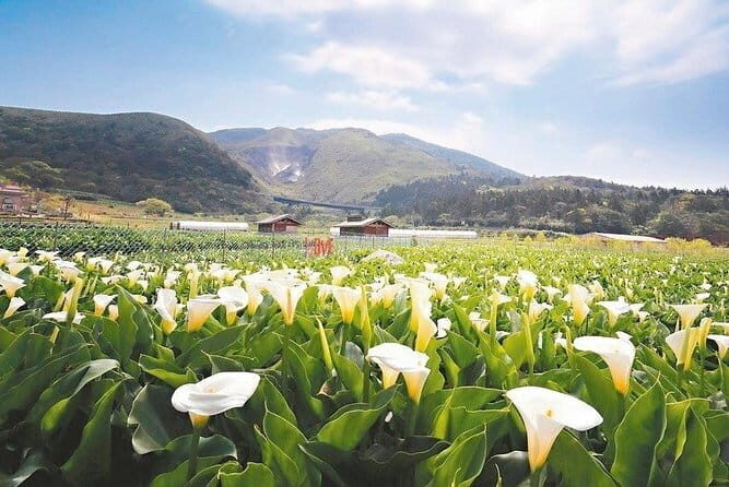 Taiwan TST : Private Tour Taipei, Yangmingshan, Beitou, Tamsui - FAQ