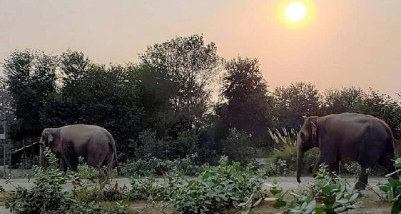 Taj Mahal & Elephant SOS Overnight Tour From Delhi Overnight - Key Points