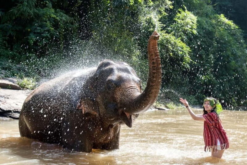 Taj Mahal Sunrise & Elephant Rescue Tour from Delhi - A Closer Look at the Experience
