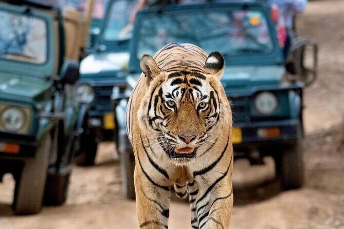 Taj Mahal & Tiger Safari: 2-Day Private Tour from Delhi - Introduction