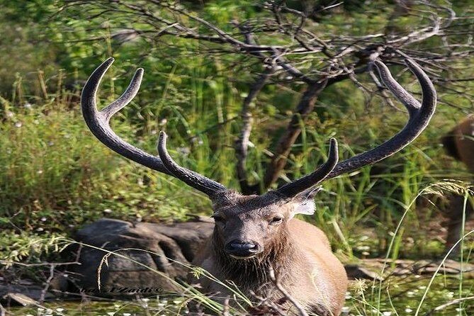 Taj Mahal With Ranthambore Jungle Safari - FAQs