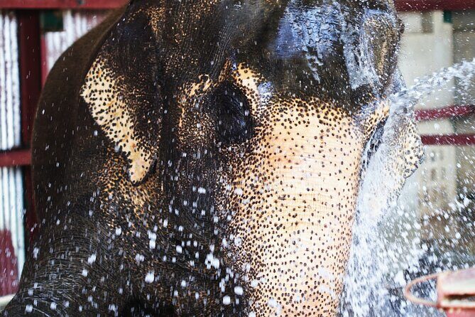 Taj Mahal with Visit to Elephant Conservation Center From Delhi - FAQs