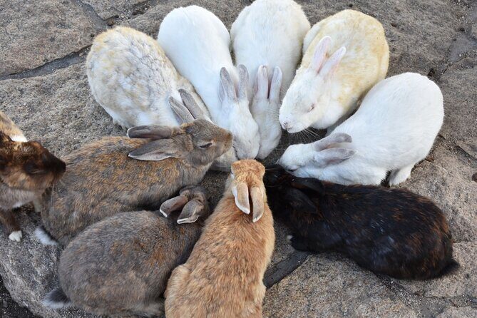 Takehara Historical Townscape & Rabbit Island - Why This Tour Stands Out