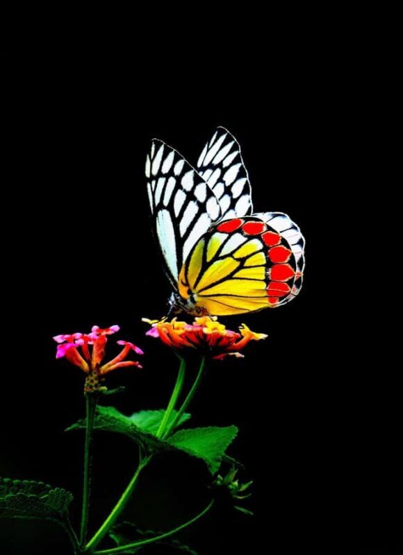 Talangama Wetlands Birdwatching & Local Village Experience - FAQs