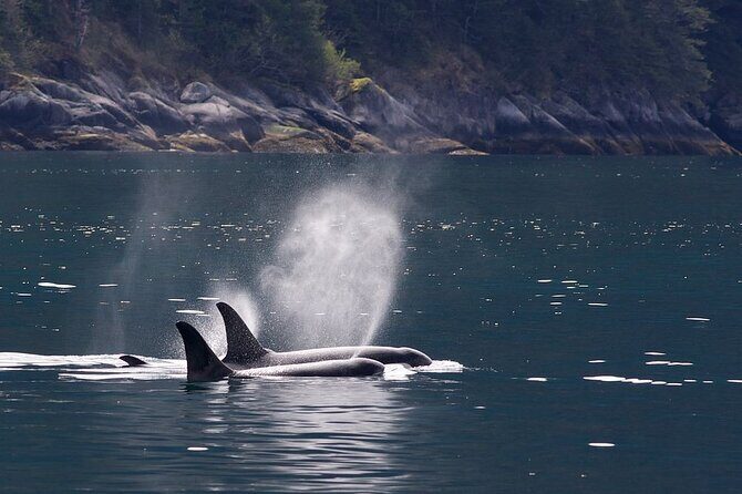 Tales & Tides: Alaskan Lore & Wildlife Cruise - A detailed look at the experience