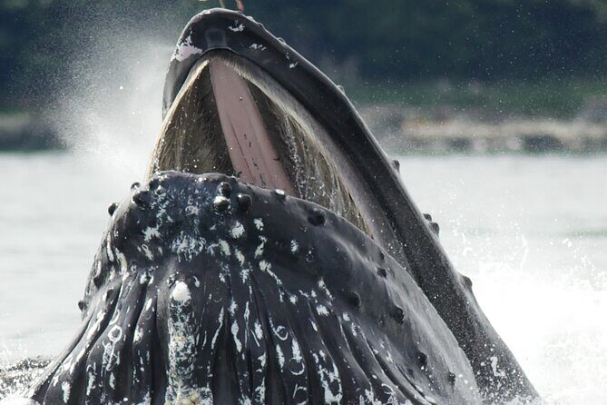 Tales & Tides: Alaskan Lore & Wildlife Cruise - Who should book this tour?