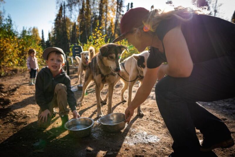 Talkeetna: Mushing Experience with Iditarod Champion Dogs - An In-Depth Look at the Experience