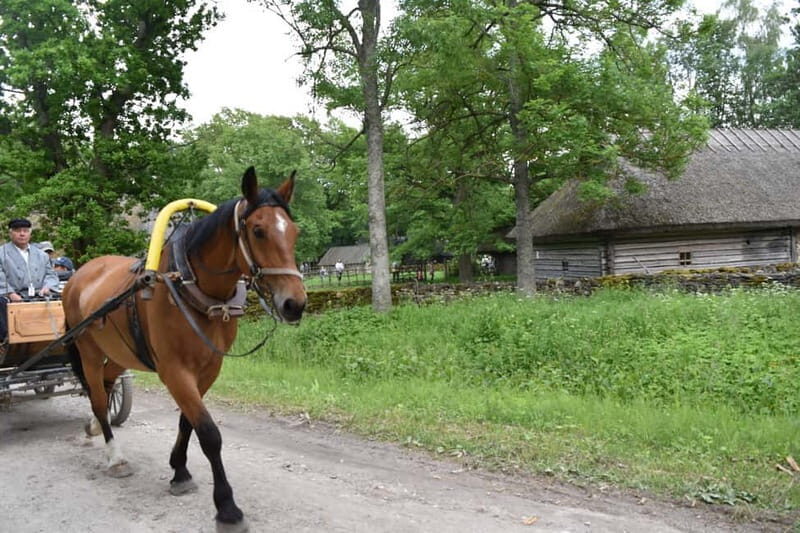Tallinn: 3-Hour Ethnographic Museum of Estonia - Final Thoughts