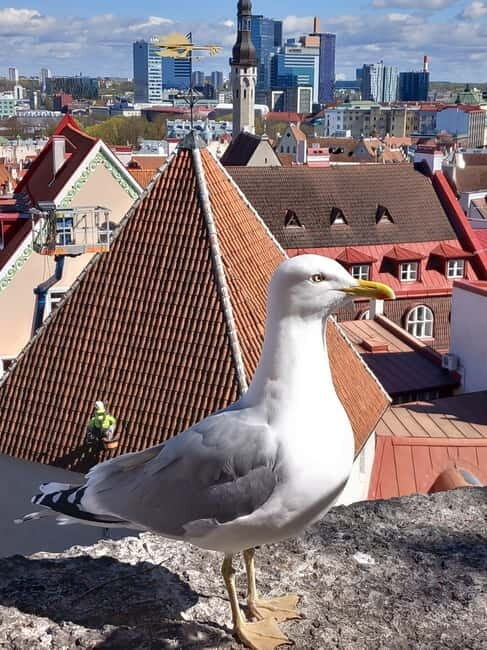 Tallinn Town Hall with a guide - Key Points