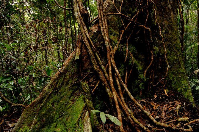 Taman Negara: 2 Days Small Group Tour Visit to Kuala Lumpur - Balancing Value and Experience