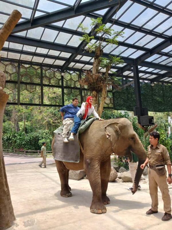 Taman Safari and Tea Plantation Tour at Puncak - An In-Depth Look at the Tour Experience