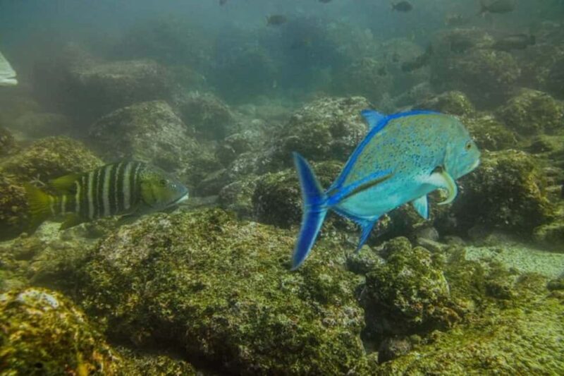 Tamarindo: Guided Snorkeling Tour with Marine Life Spotting - An Overview of the Experience