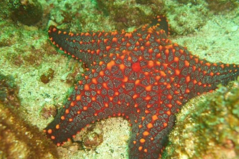 Tamarindo: Guided Snorkeling Tour with Marine Life Spotting - The Marine Life and Scenic Highlights