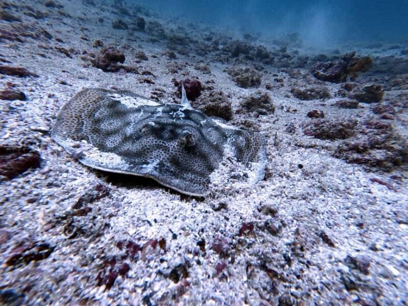 Tamarindo: Guided Snorkeling Tour with Marine Life Spotting - Practical Info and Tips